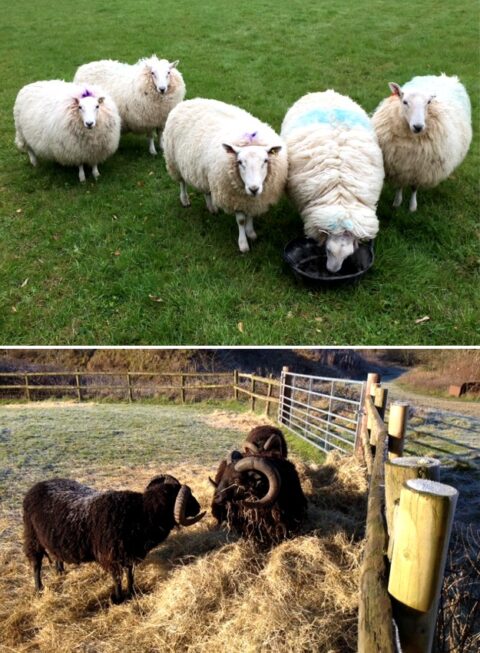 Sheep Worrying - Cotswold Pet Services